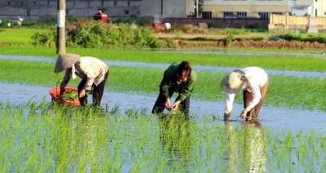 Vựa lúa Đồng bằng sông Cửu Long thiếu giống lúa chất lượng