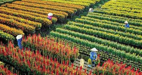 Đồng Tháp đón chào năm mới với hai lễ hội đặc sắc