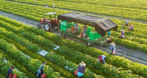Nông nghiệp lấy lại đà tăng trưởng trong bối cảnh mới
