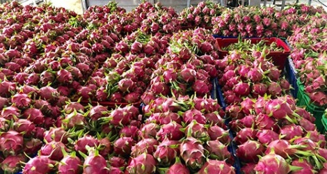 Nhân rộng mô hình trồng thanh long hữu cơ tại các hợp tác xã