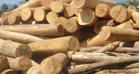 Tạm ngừng tạm nhập, tái xuất gỗ tròn, gỗ xẻ từ rừng tự nhiên
