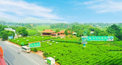 Hợp tác xã chè Hảo Đạt nâng tầm chè đặc sản Thái Nguyên