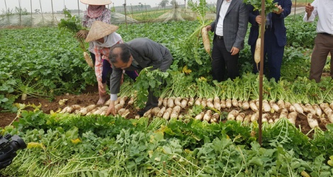 Lavifood bắt tay ILMI xây nhà máy chế biến rau quả