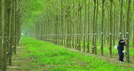 Cổ phiếu Cao su Đồng Phú: Kỳ vọng từ giá cao su tiếp tục cao trong năm 2025