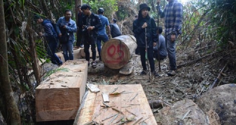 Chặt, phá rừng với diện tích lớn, nhiều doanh nghiệp bị xử phạt nặng