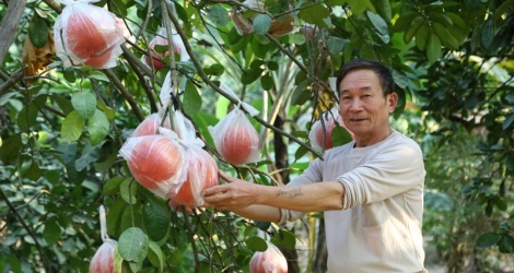 Trồng bưởi đem lại hiệu quả kinh tế cao cho nông dân Hà Nội