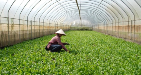 Hà Nội: Hơn 1.000 ha đất lúa được chuyển đổi mục đích sử dụng hàng năm