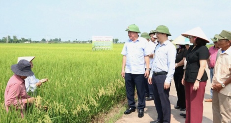 Hà Nội nhân rộng mô hình SRI cải tiến trong sản xuất lúa vụ xuân