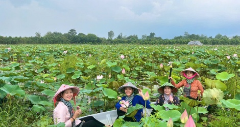 Lễ hội Sen Đồng Tháp diễn ra từ 18 - 21/6