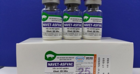 Navetco chưa định tăng vốn, sẵn sàng sản xuất vaccine dịch tả heo châu Phi
